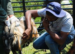 Goats Health Management – Learn Goat