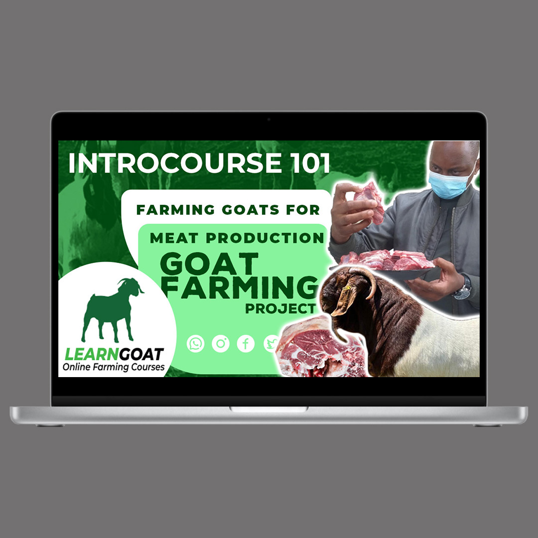 Start Farming Goats for meat Production – COMING SOON – Learn Goat